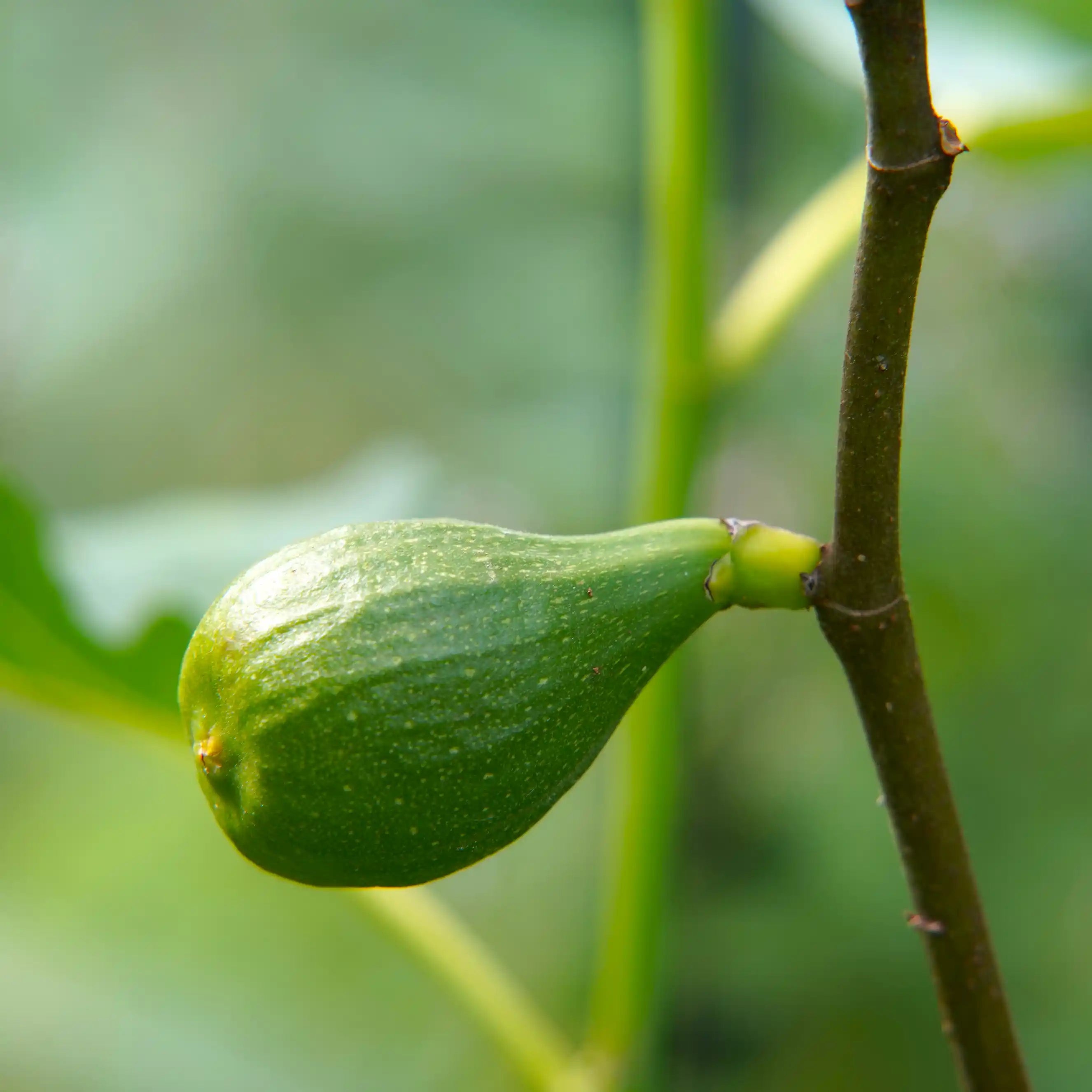Winterharte Feigen | Ficus carica